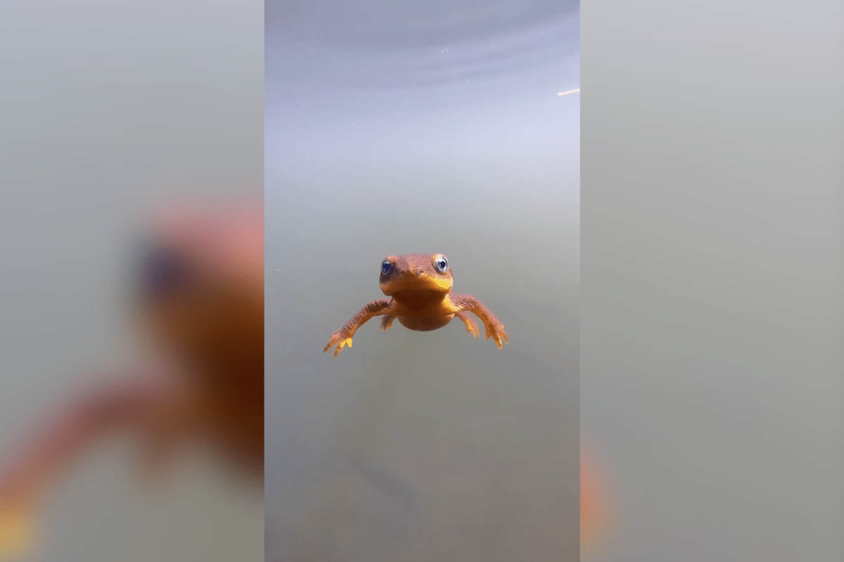 WATCH: These Little Newts Will Steal Your Heart - Outdoors with Bear Grylls