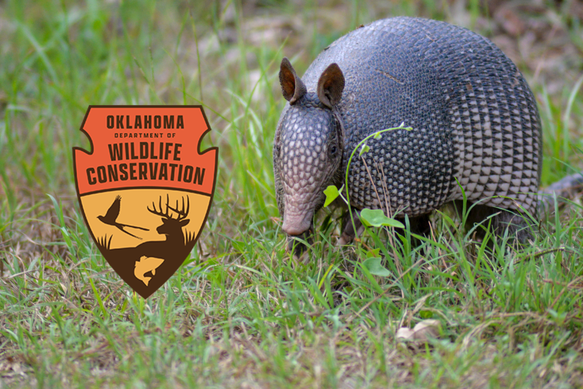 The Oklahoma Department of Wildlife Fail to Tackle a TikTok Trend but ...