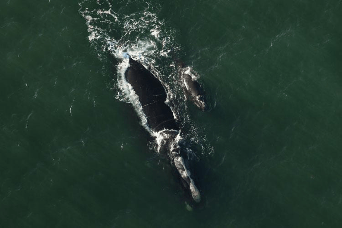 Rare and Endangered Right Whale and Her Calf Spotted Off the Carolina ...