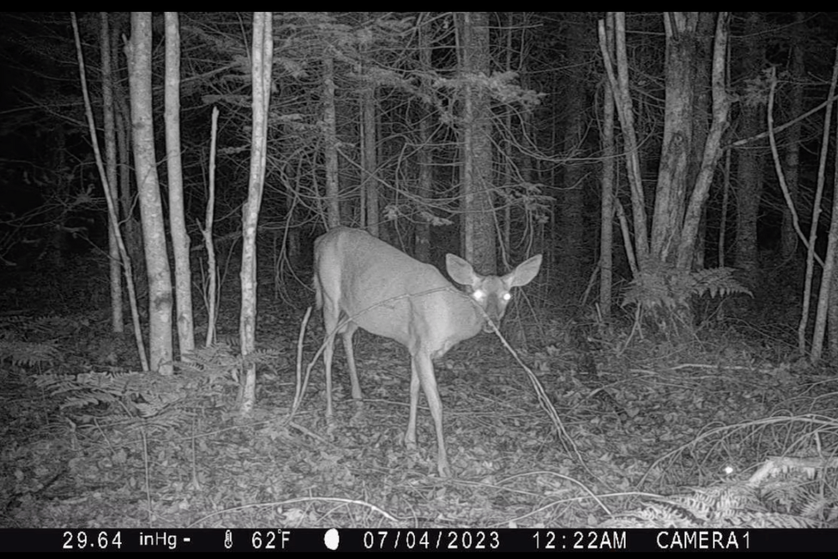 What Terrifies This Deer in the Woods of Maine? The Answer Will ...