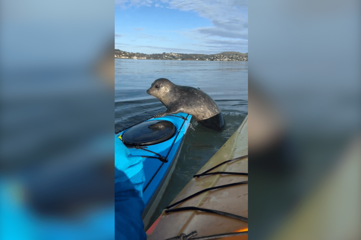 Watch This Adorable Harbor Seal Hitch a Ride on a Kayak - Outdoors with ...