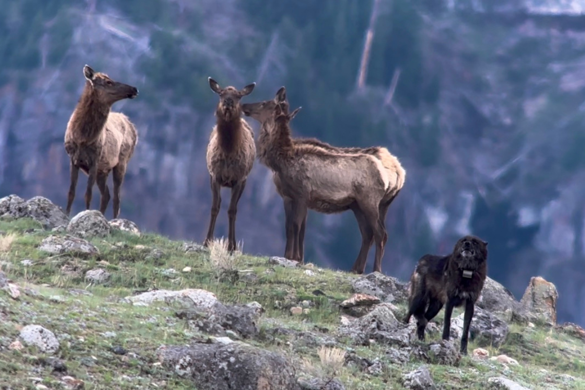 Is This Your Dream Job? Researching and Protecting Yellowstone's Gray ...