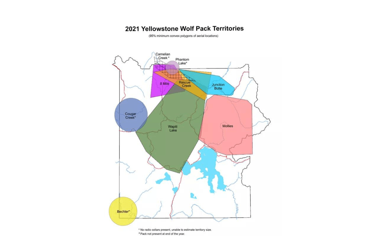 Wildlife Researcher Captures Confrontation Between Two Wolf Packs in Yellowstone - Outdoors with ...