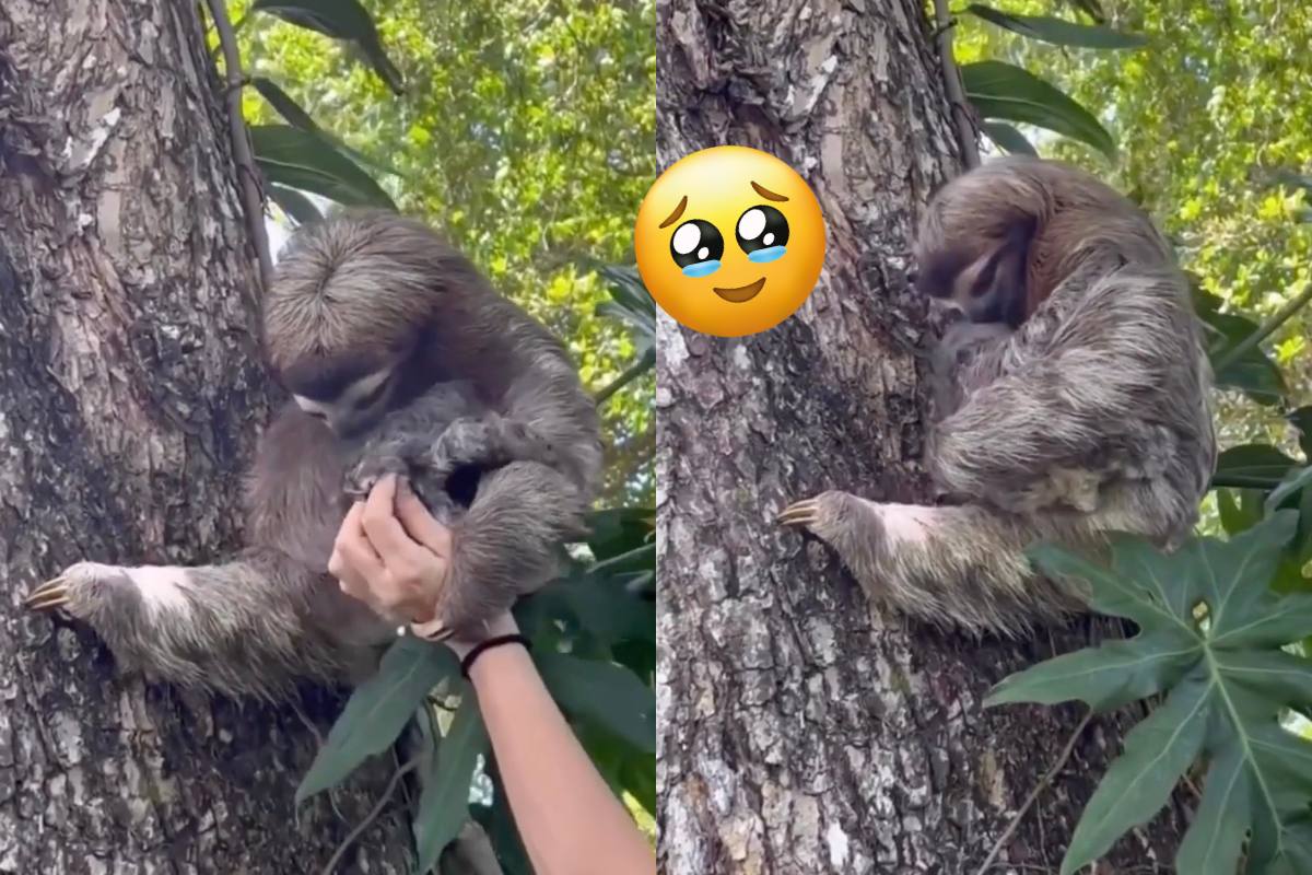 Reunion Between a Baby Sloth And Its Mom Will Make You Cry