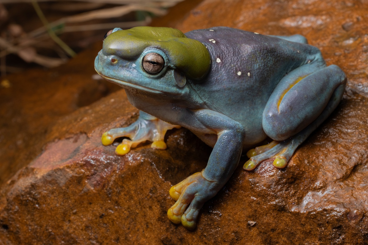 Rare Blue Mutation in Frog Possibly a First for Science