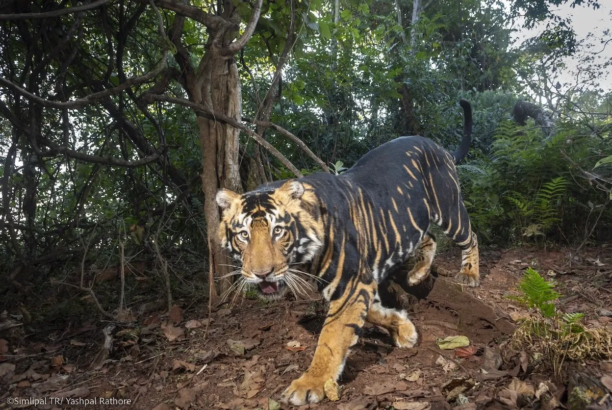 Watch Ultra-Rare Black Tigers on a Trail Cam in India - Outdoors with ...
