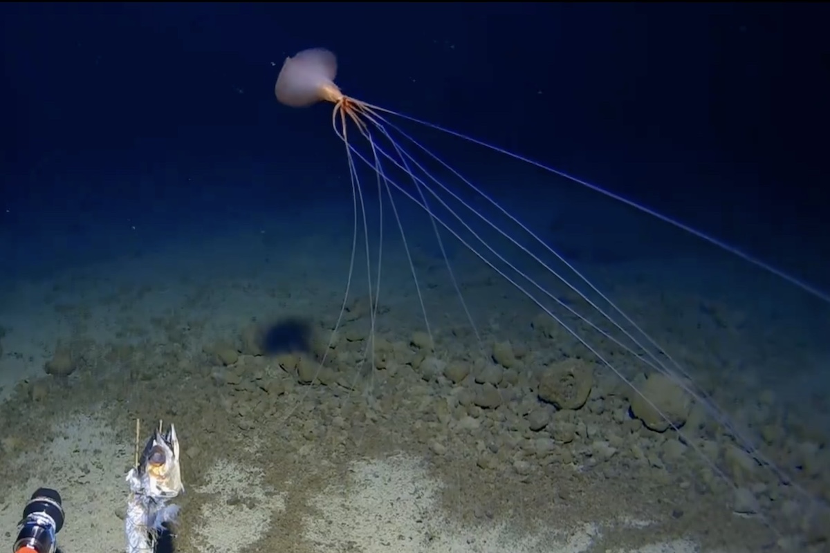 See Rare Deep-Sea Footage of a Bizarre Bigfin Squid - Outdoors with Bear Grylls