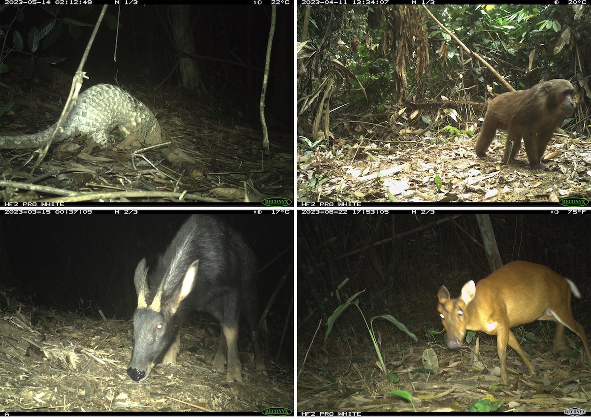 Trail Cam Spots Extremely Rare Forest Animals in Vietnam