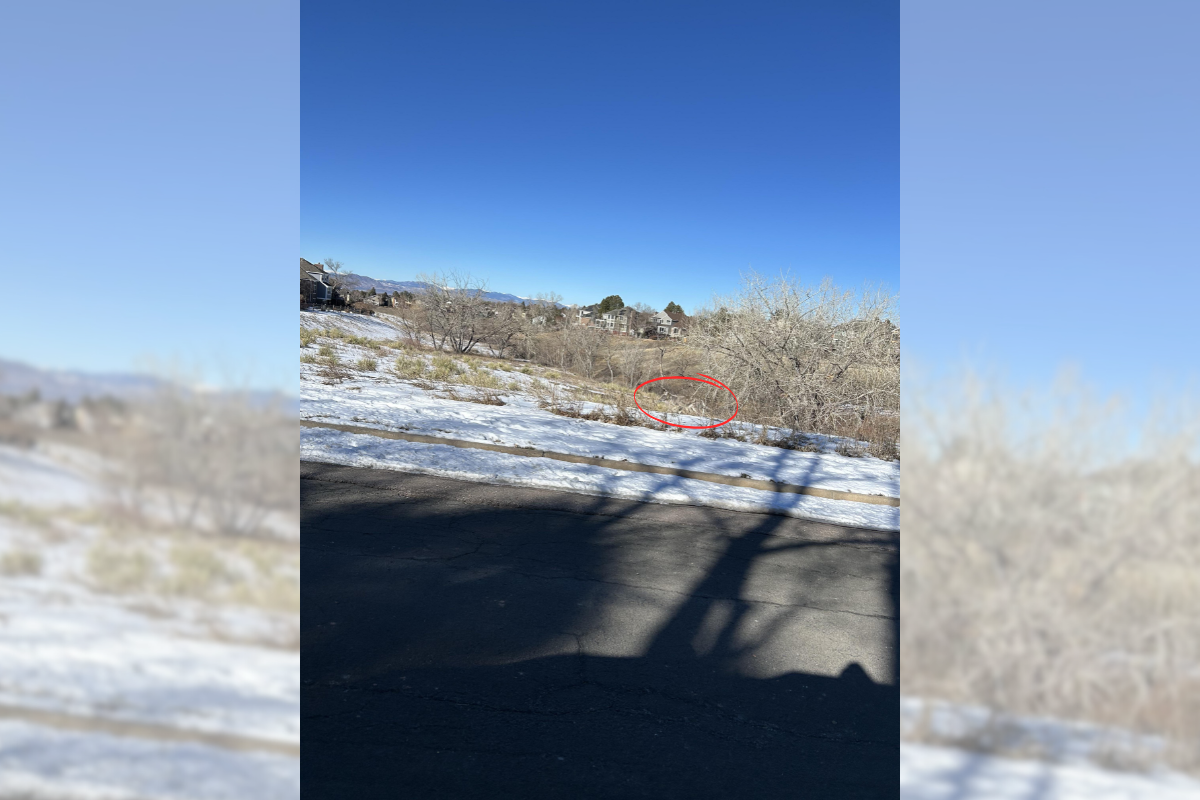 The Hidden Coyote in This Photo Has Impressive Camouflage