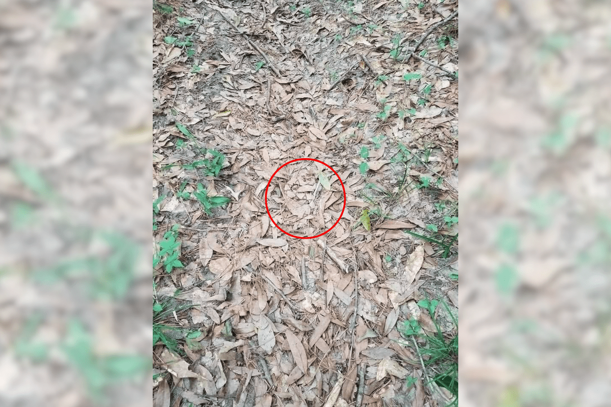 This Venomous Copperhead Snake Is Nearly Impossible to Find