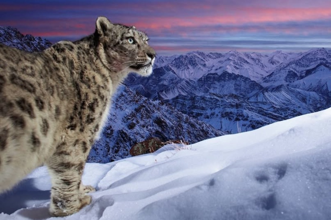 Snow Leopards Chase Each Other on Impossibly Sheer Cliff