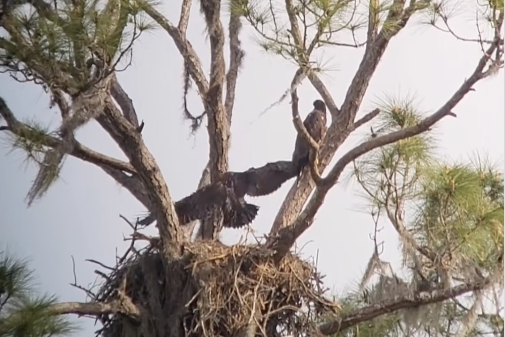 Watch Two Bald Eagles Spiral Toward the Ground in a Terrifying Mating ...