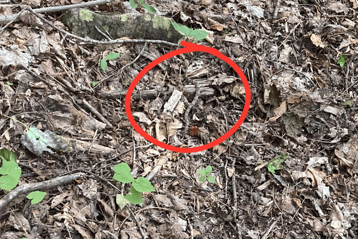 Can You Find the Copperhead Snake in This Photo? - Outdoors with Bear ...