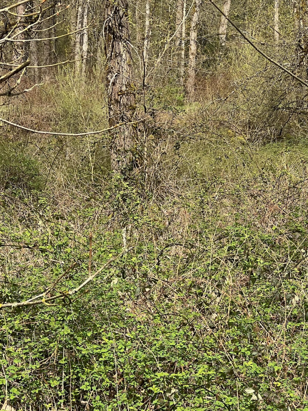 Can You Find the Hidden Deer? It's Staring at You. - Outdoors with Bear ...