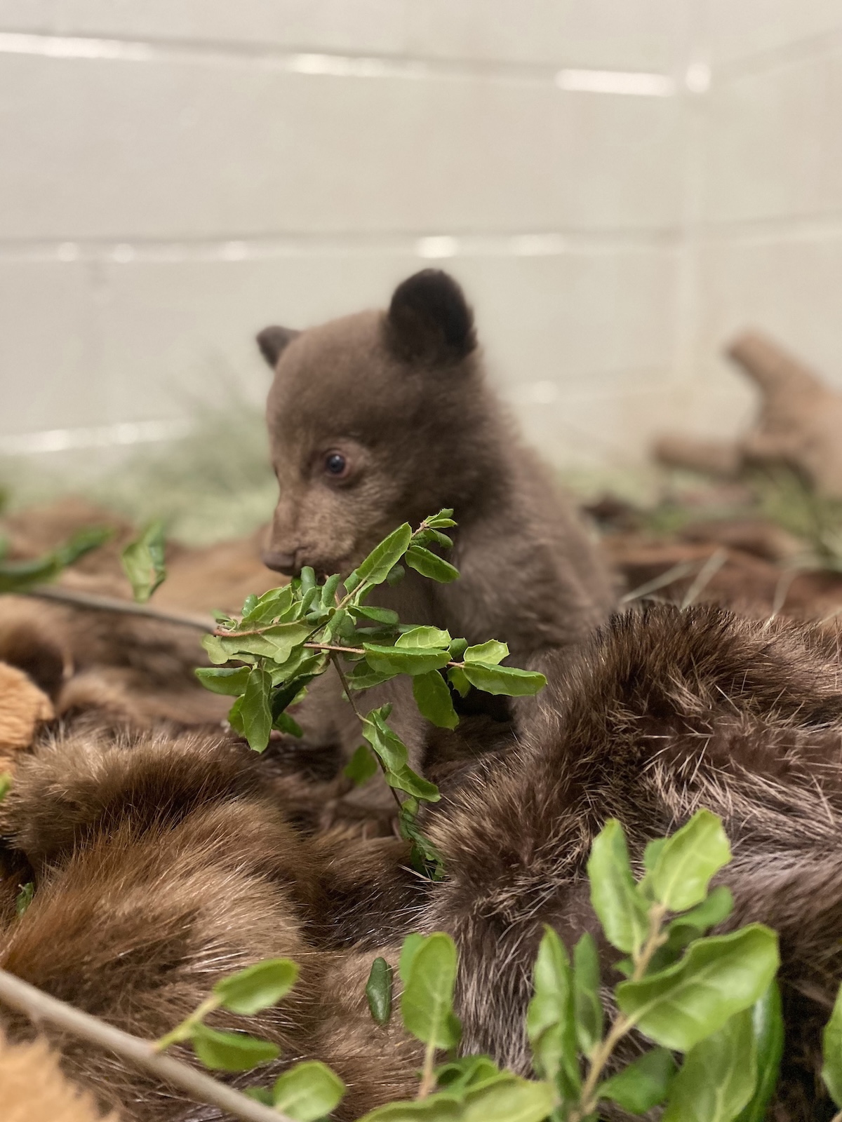 Rehab Center Shares UnBEARably Cute Photos of Orphaned Cub