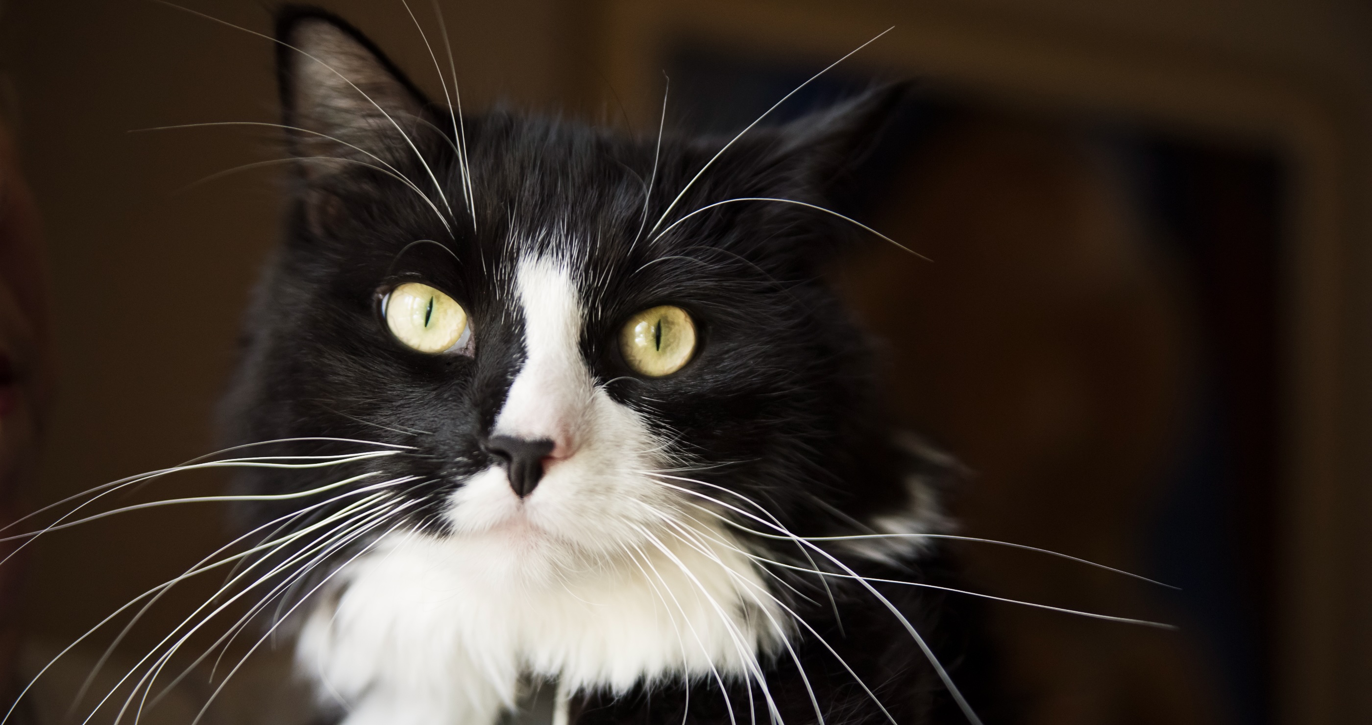 Cat Who Disappeared During Road Trip Is Found Five Months Later ...