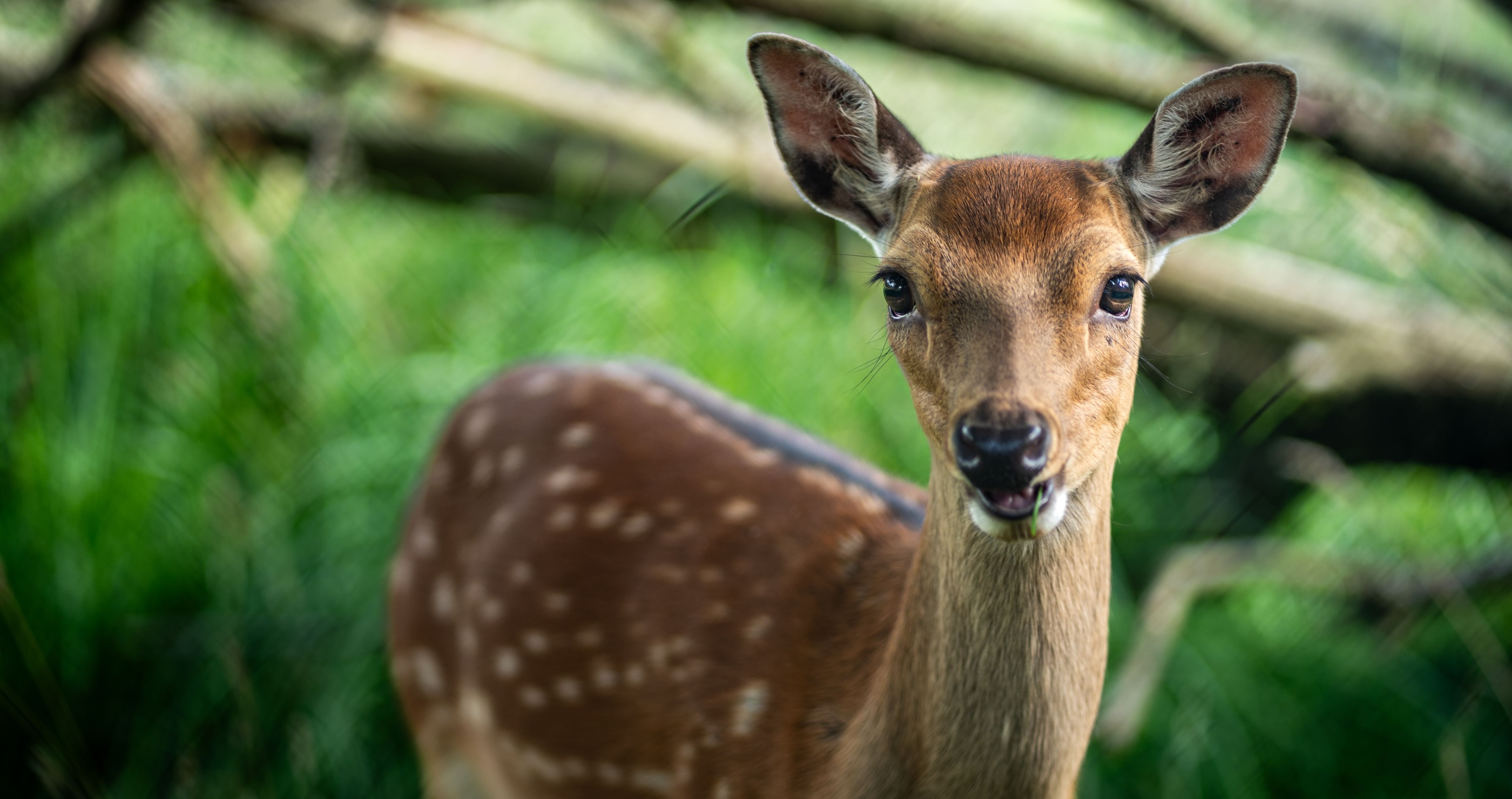 Deer Got Lost And Barreled Into A Christmas Shop - Video Here ...