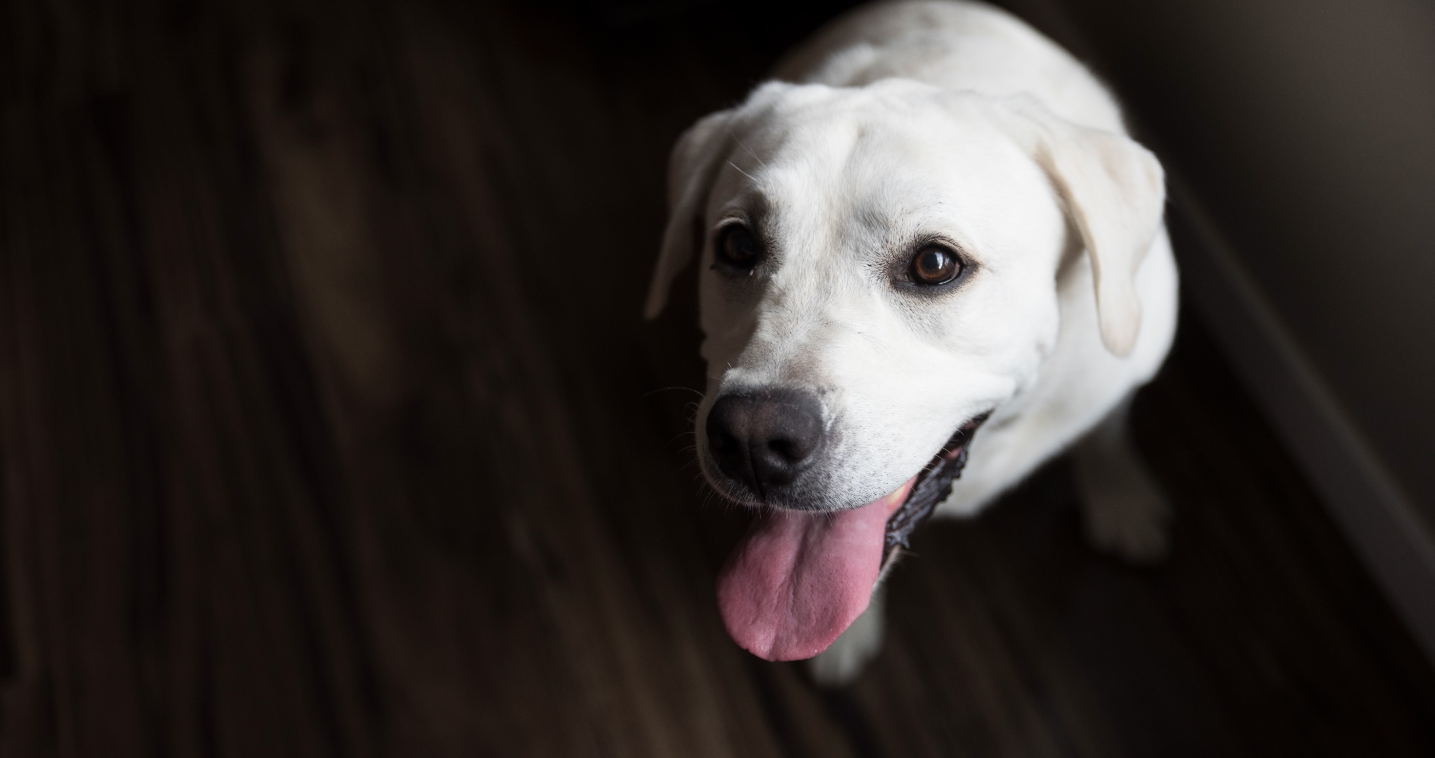 Dog Owner's Heart Breaks When He Sees What His Puppy Does On The Puppy ...