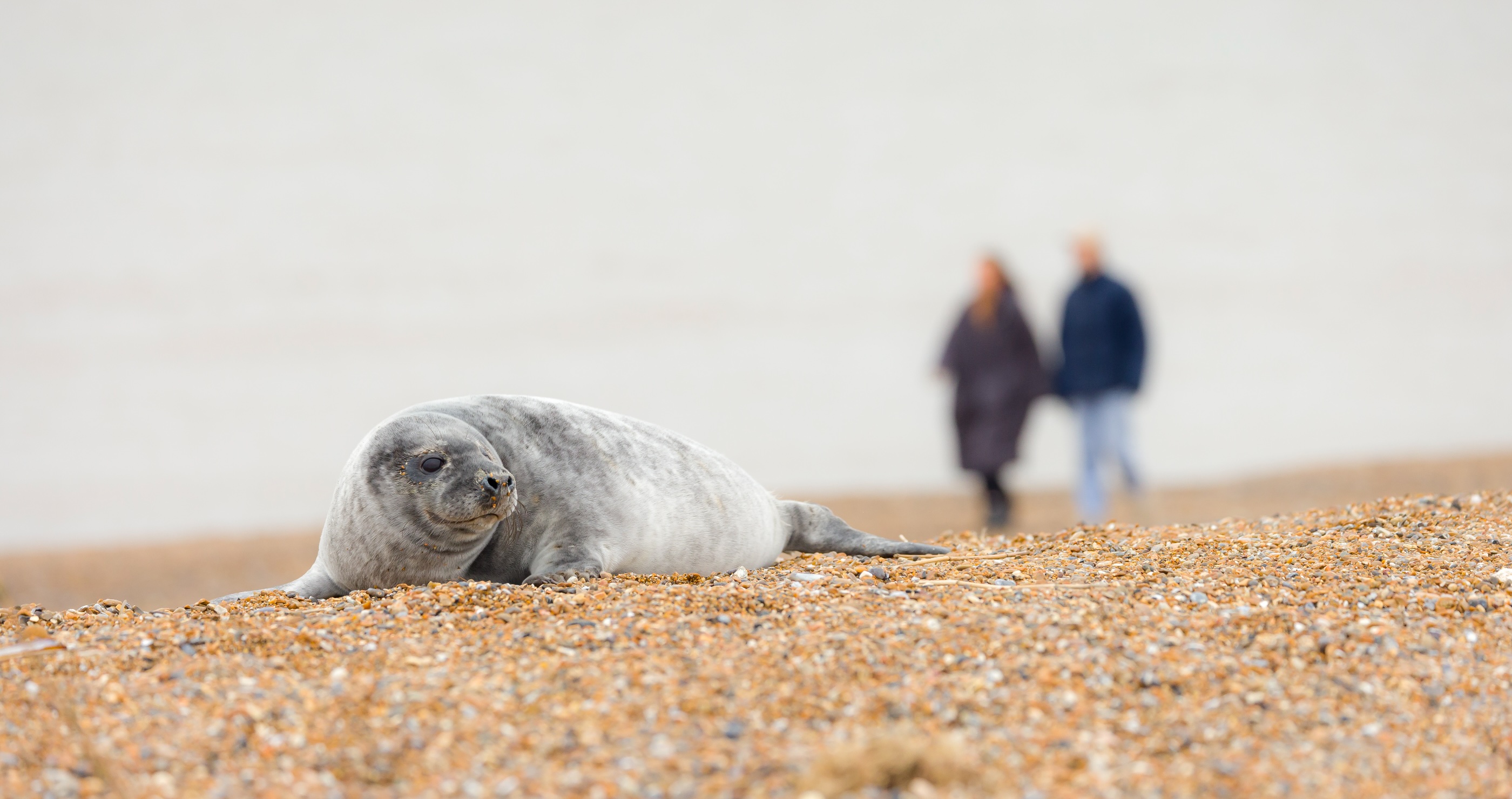 Fisherman Saved Baby Seal After They Went After The Same Fish ...