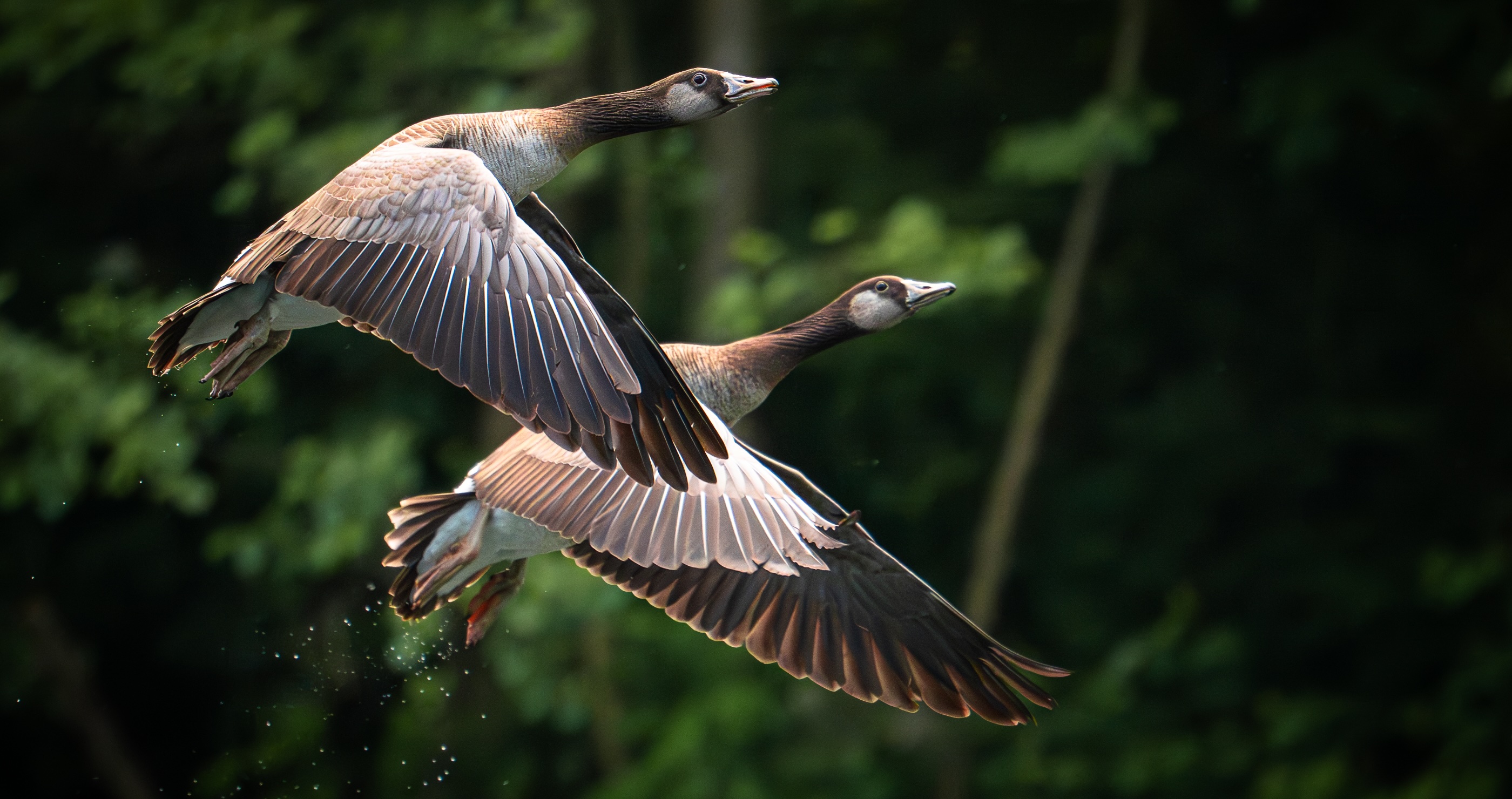 Family Surprised When Goose Continuously Shows Up At Their Door