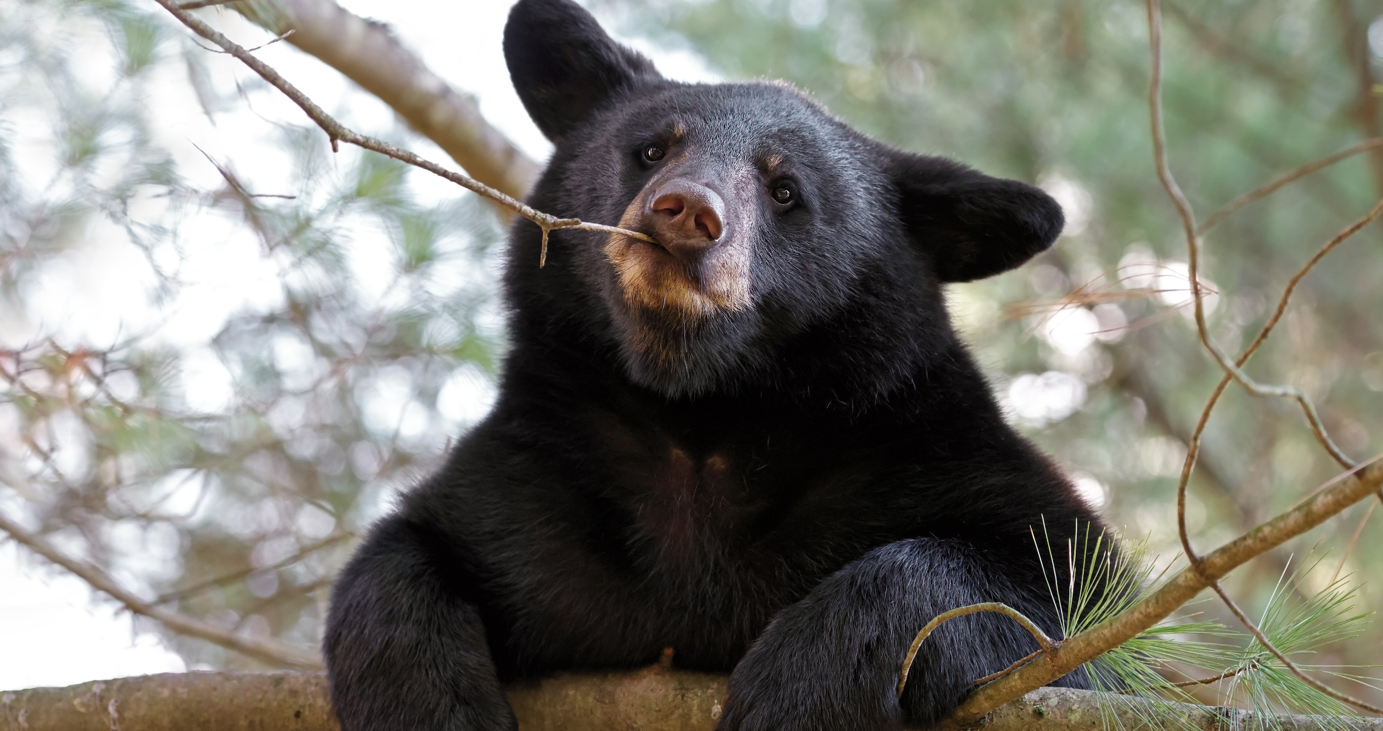 Woman Opened Her Curtains And Got A Front Row Seat To Bears On Ice ...