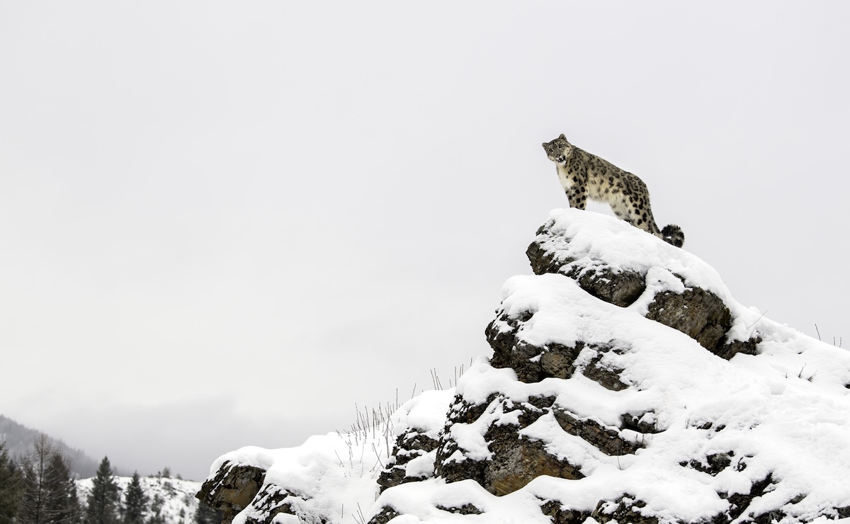 'Best Wildlife Moment of My Life': Snow Leopard vs. Massive Ibex