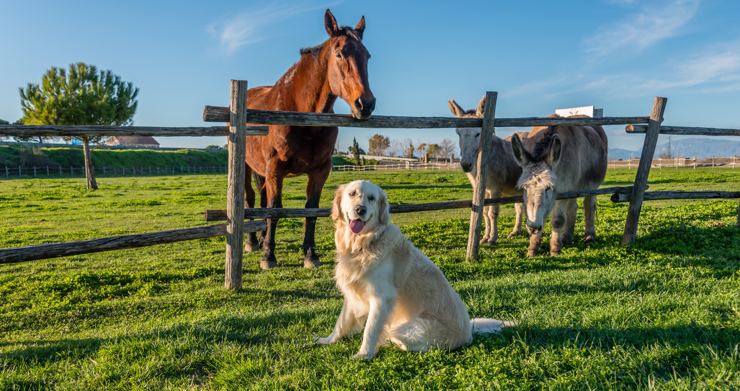 Hilarious Pet Camera Footage Shows Dogs Throwing A Wild Party ...