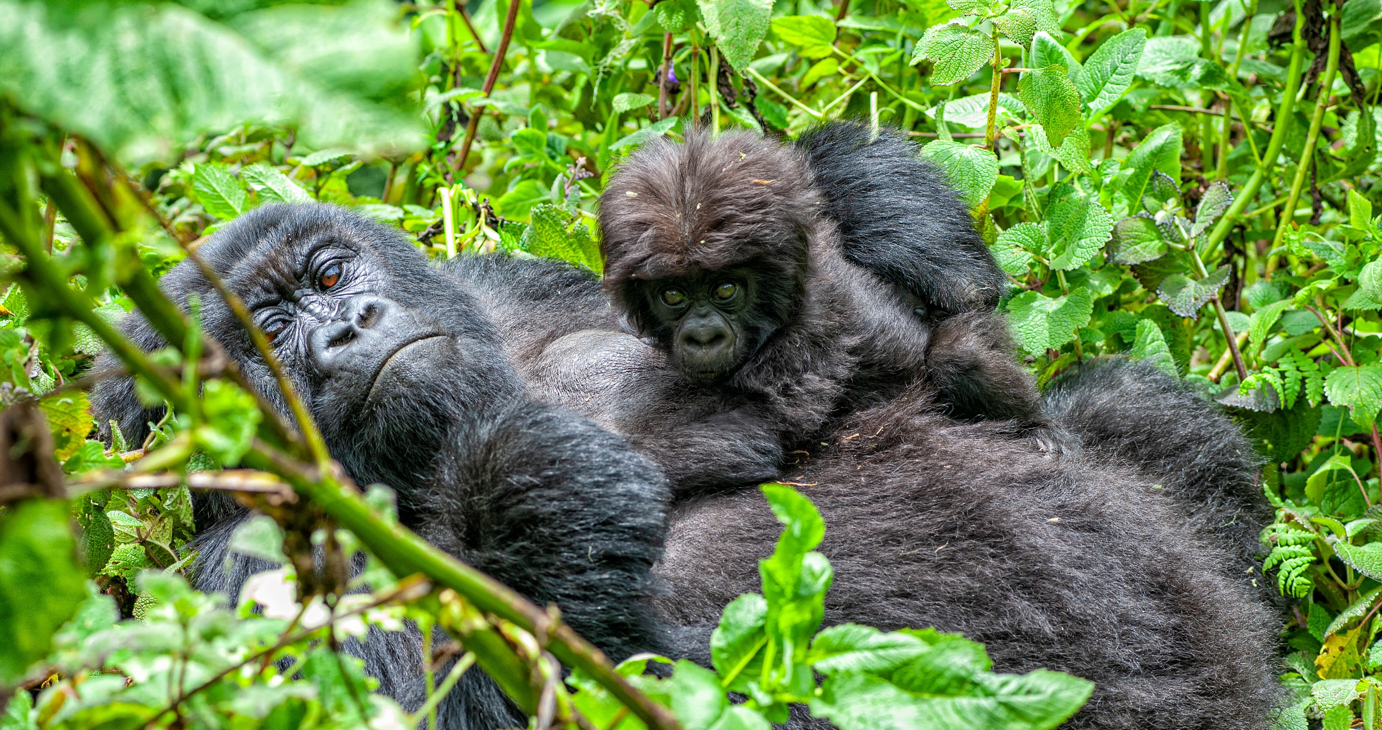 National Park Rejoices After Wild Mountain Gorilla Gives Birth To Twins ...