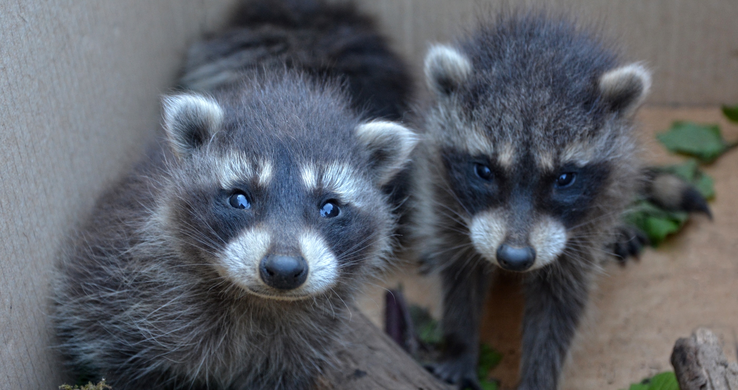 This Raccoon Reunion Just May Be The Sweetest Story of 2025 - Outdoors ...