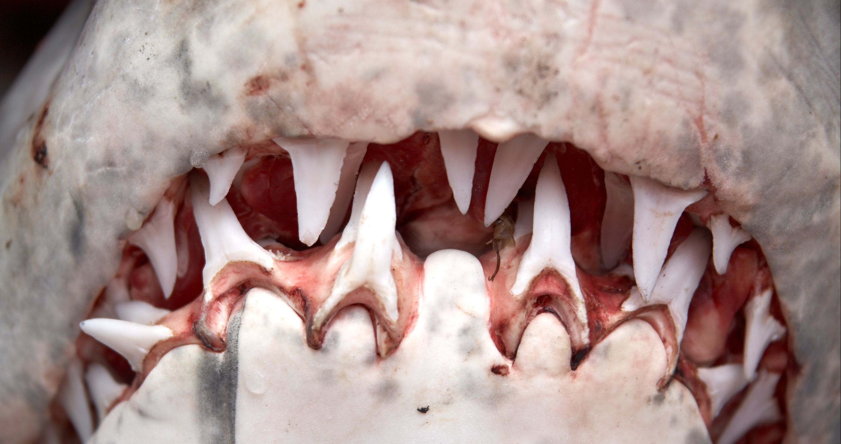 Turns Out Great White Sharks Grow Specialized Teeth For Slicing Bone As ...