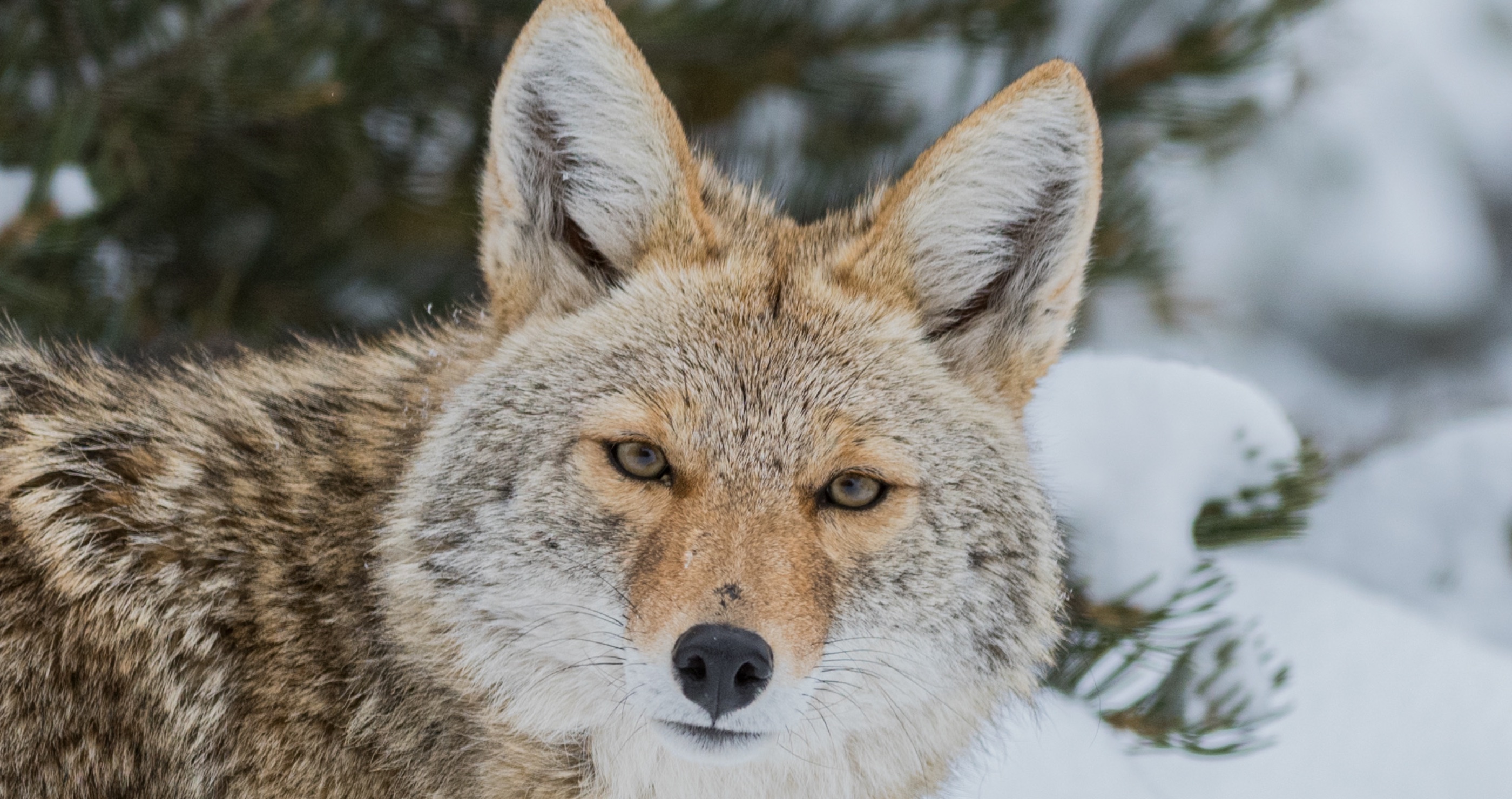 Yellowstone Coyotes Have Aggressive Standoff Over Bison Carcass ...
