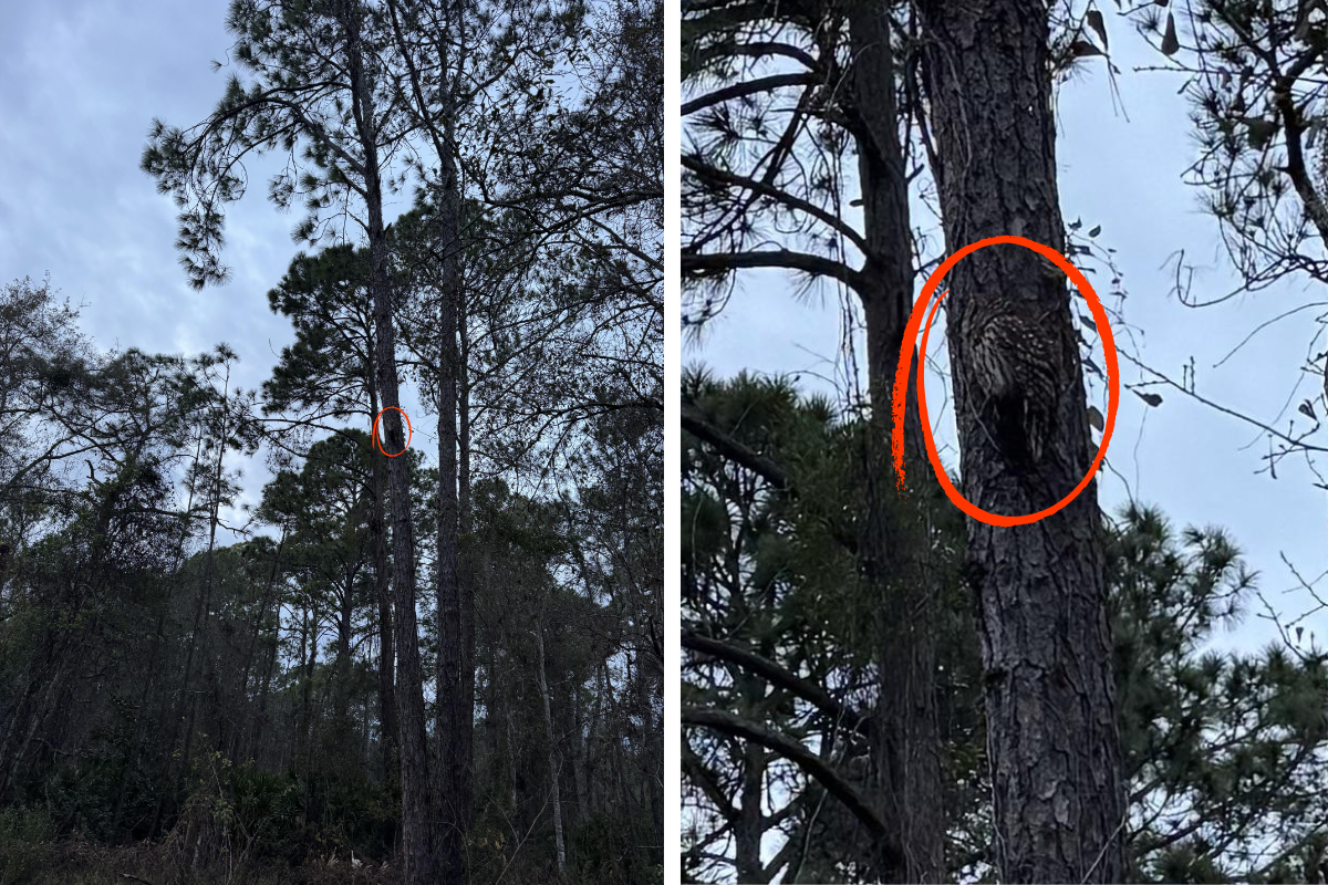 Can You Find the Hidden Owl in This Photo? - Outdoors with Bear Grylls