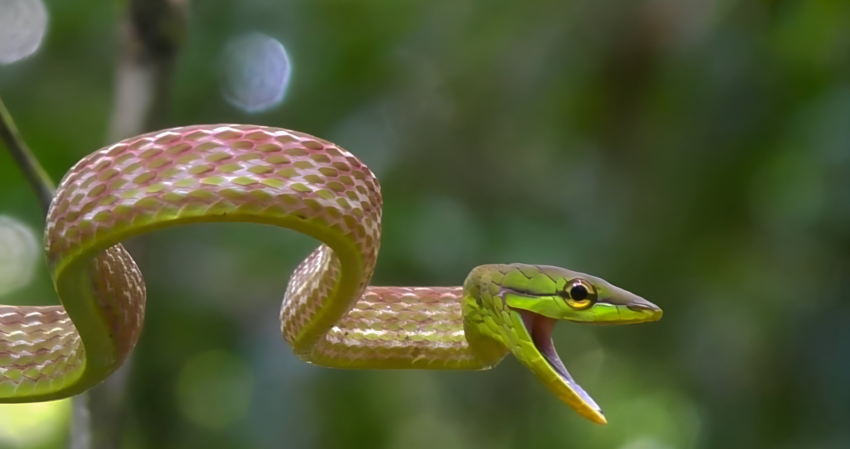Bolivian Hiker Killed 4-Foot Snake That Turned Out To Be Something ...