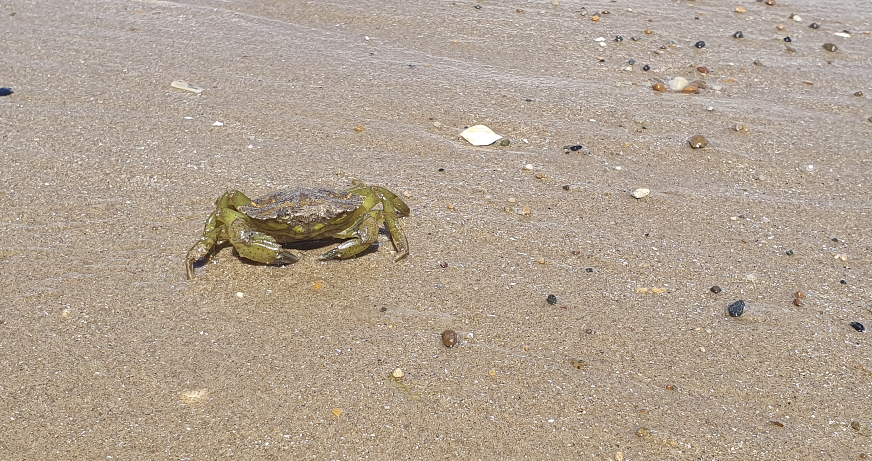 Researchers Issue Warning Over These Creatures Infesting Waters Off The ...