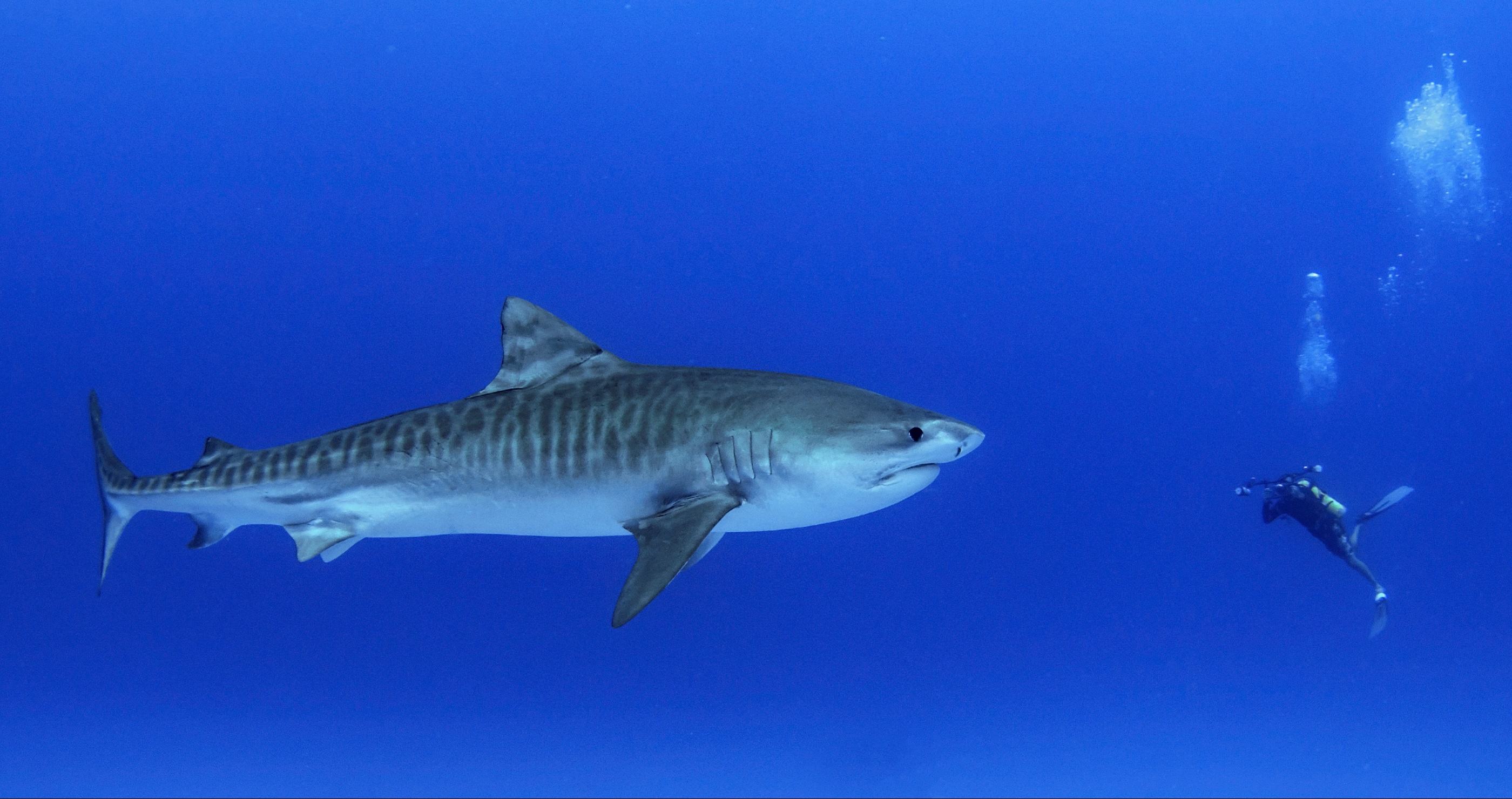 Fatal Shark Attack In New Caledonia Causes Division As Shark Culls ...