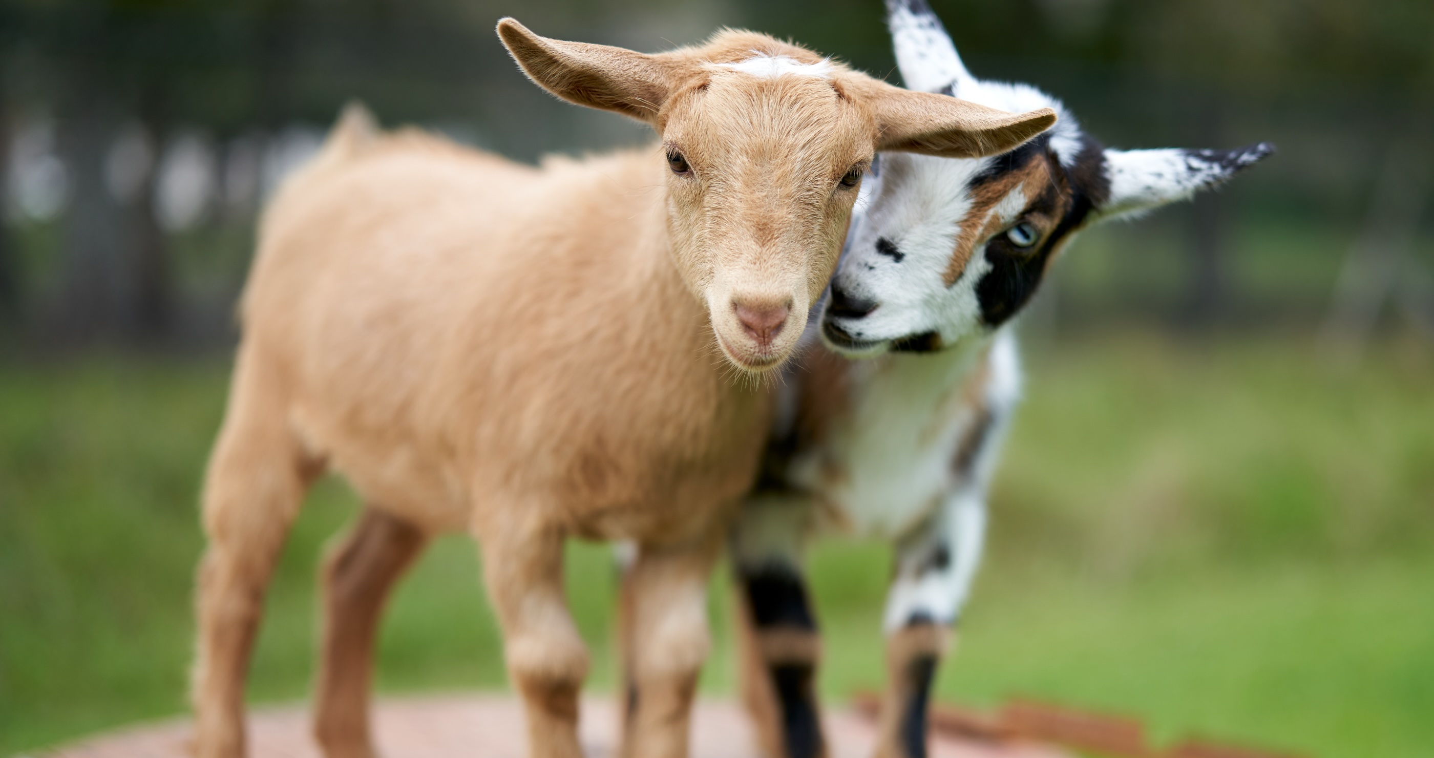 Orphaned Baby Alpaca Forms Adorable Friendship With Goats - Outdoors ...