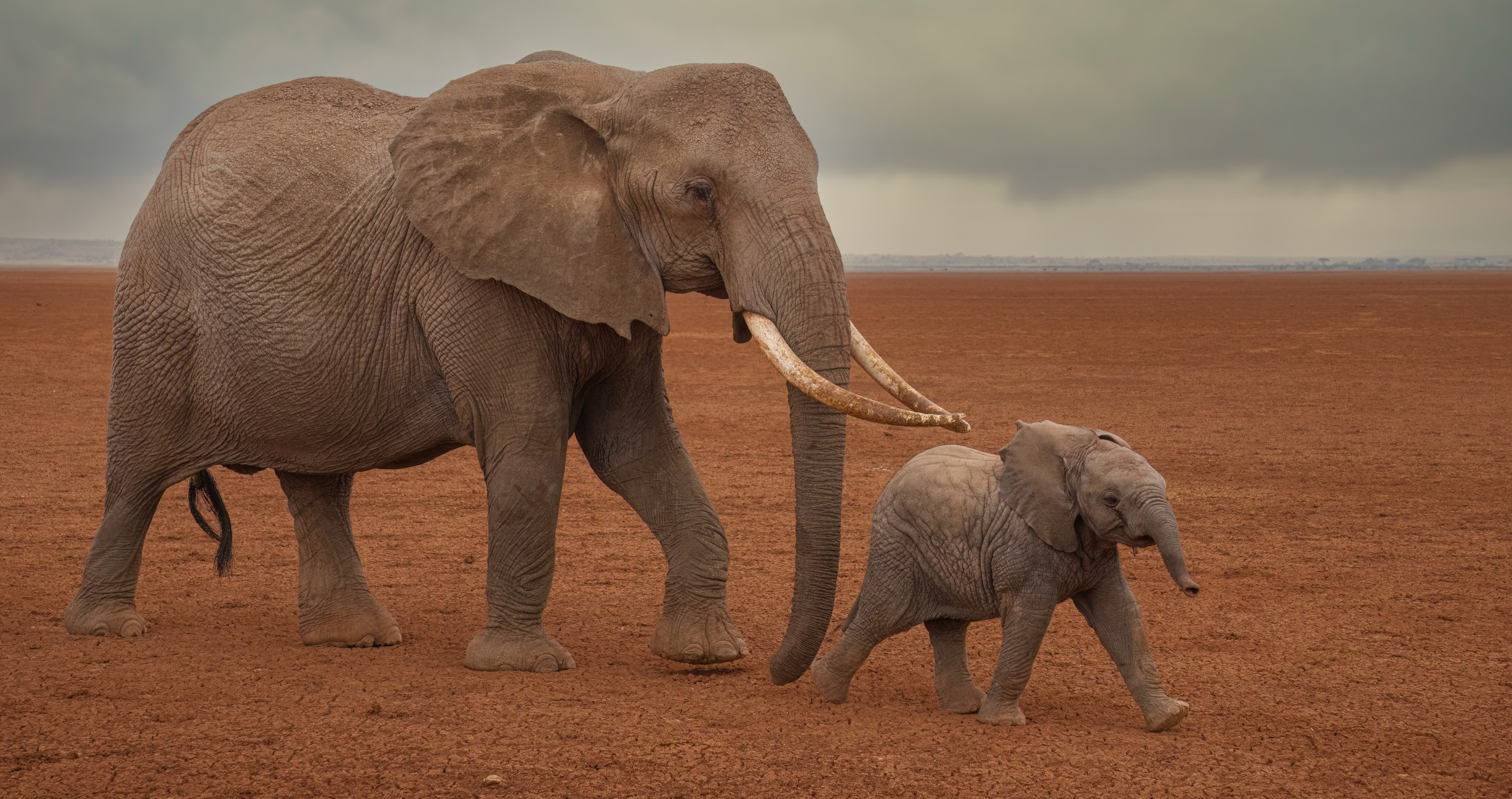 A Baby Elephant Forms A New Bond After Being Rejected By Its Mother ...